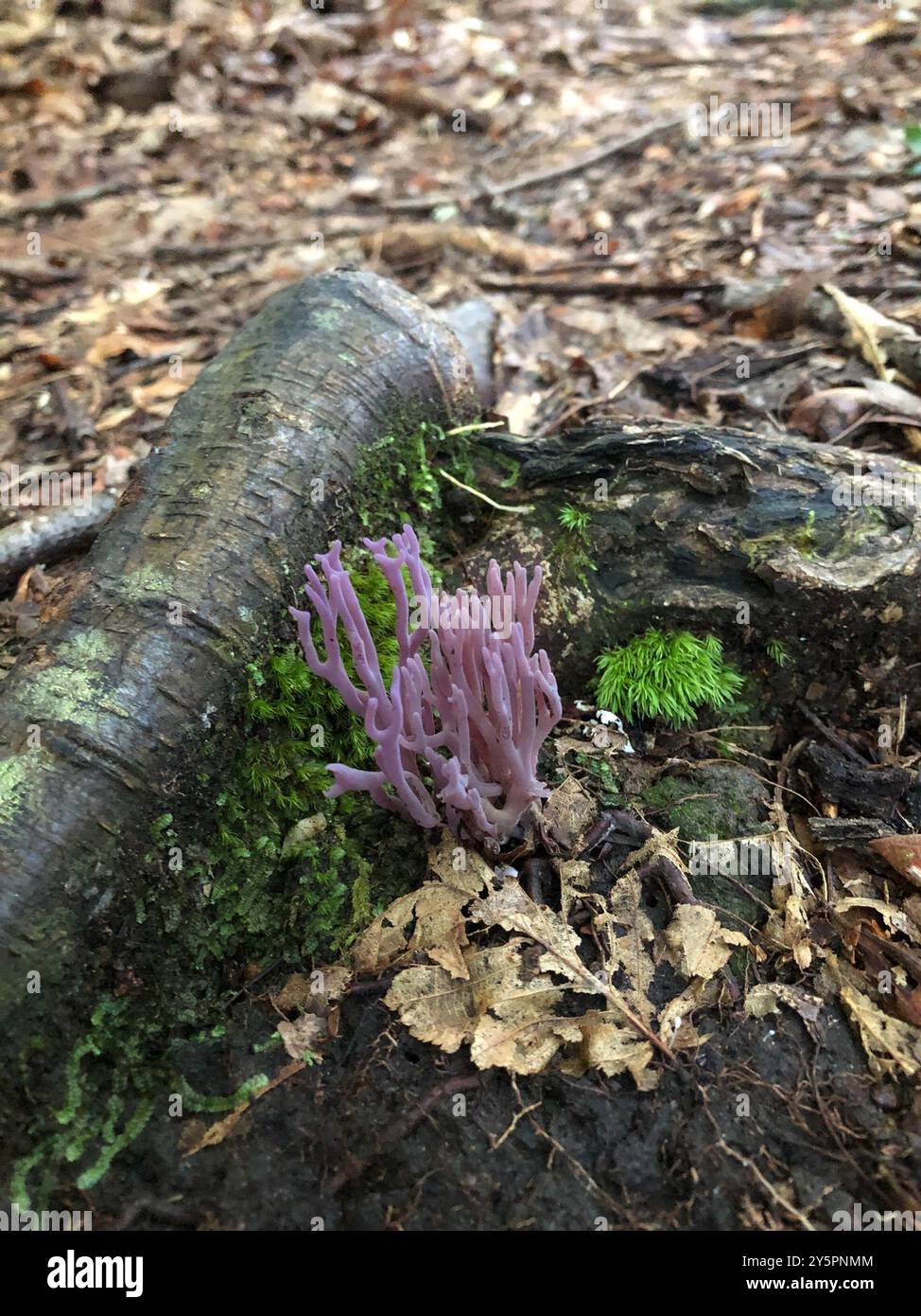 violet coral fungus (Clavaria zollingeri) Fungi Stock Photo - Alamy