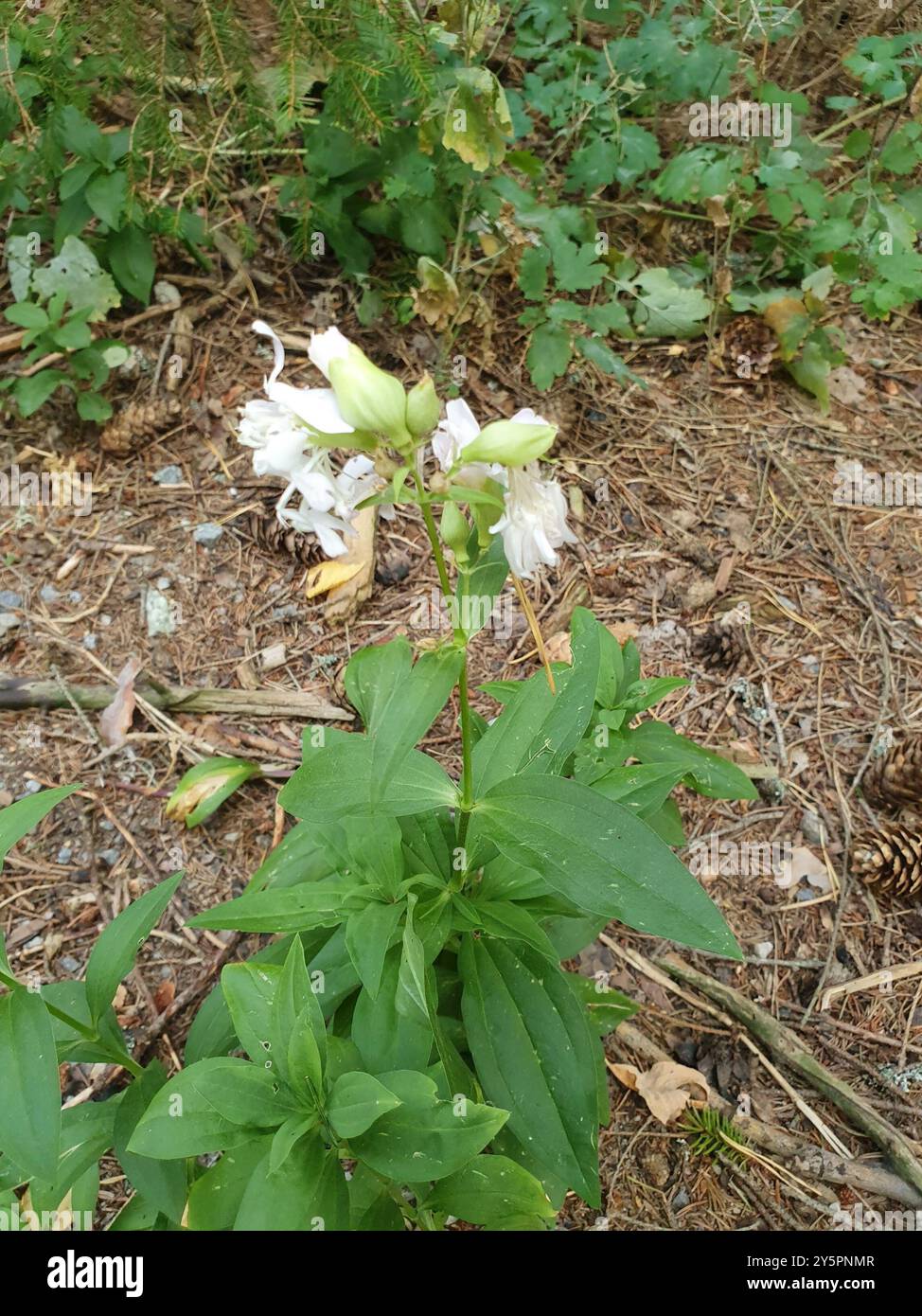common soapwort (Saponaria officinalis) Plantae Stock Photo - Alamy