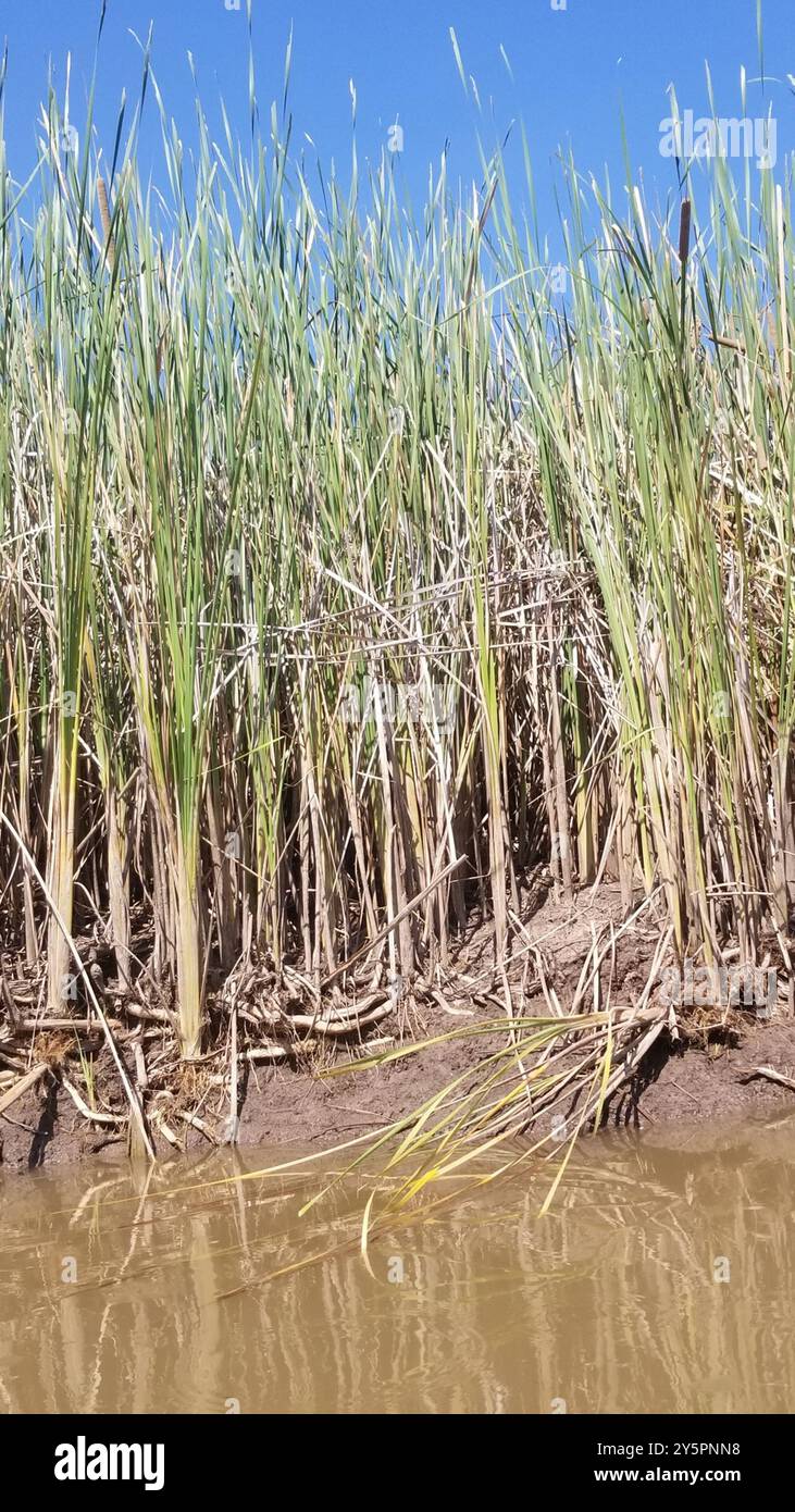 southern cattail (Typha domingensis) Plantae Stock Photo - Alamy