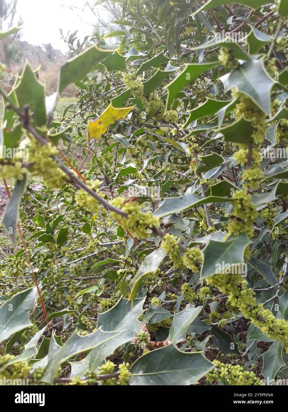 (Maytenus ilicifolia) Plantae Stock Photo - Alamy