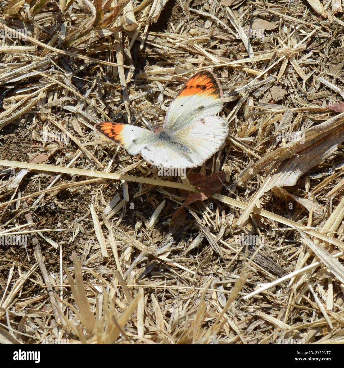 Gavisa hi-res stock photography and images - Alamy