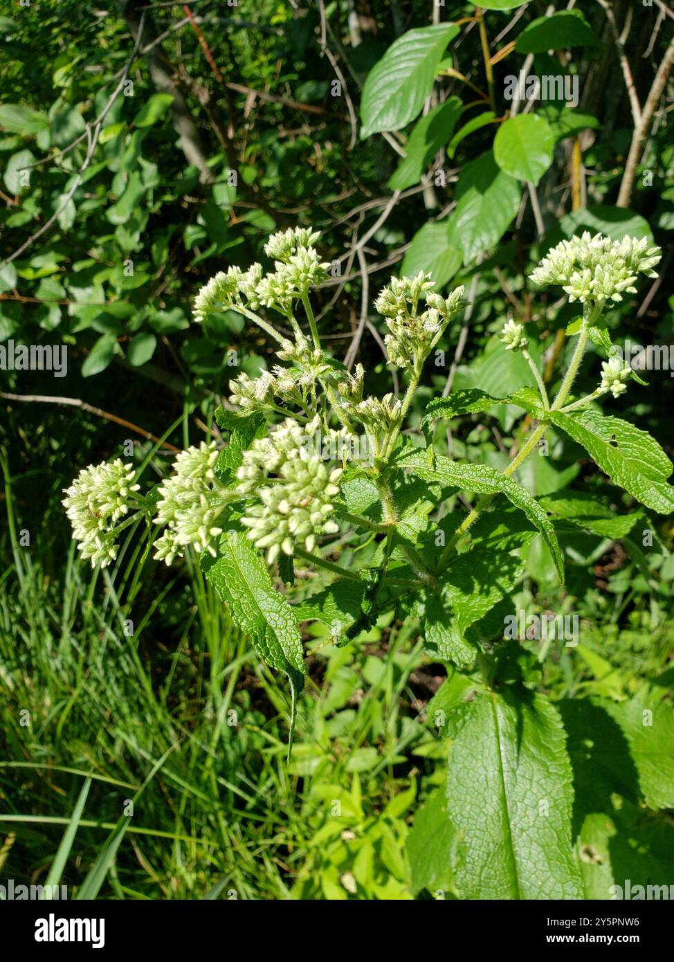 common boneset (Eupatorium perfoliatum) Plantae Stock Photo - Alamy