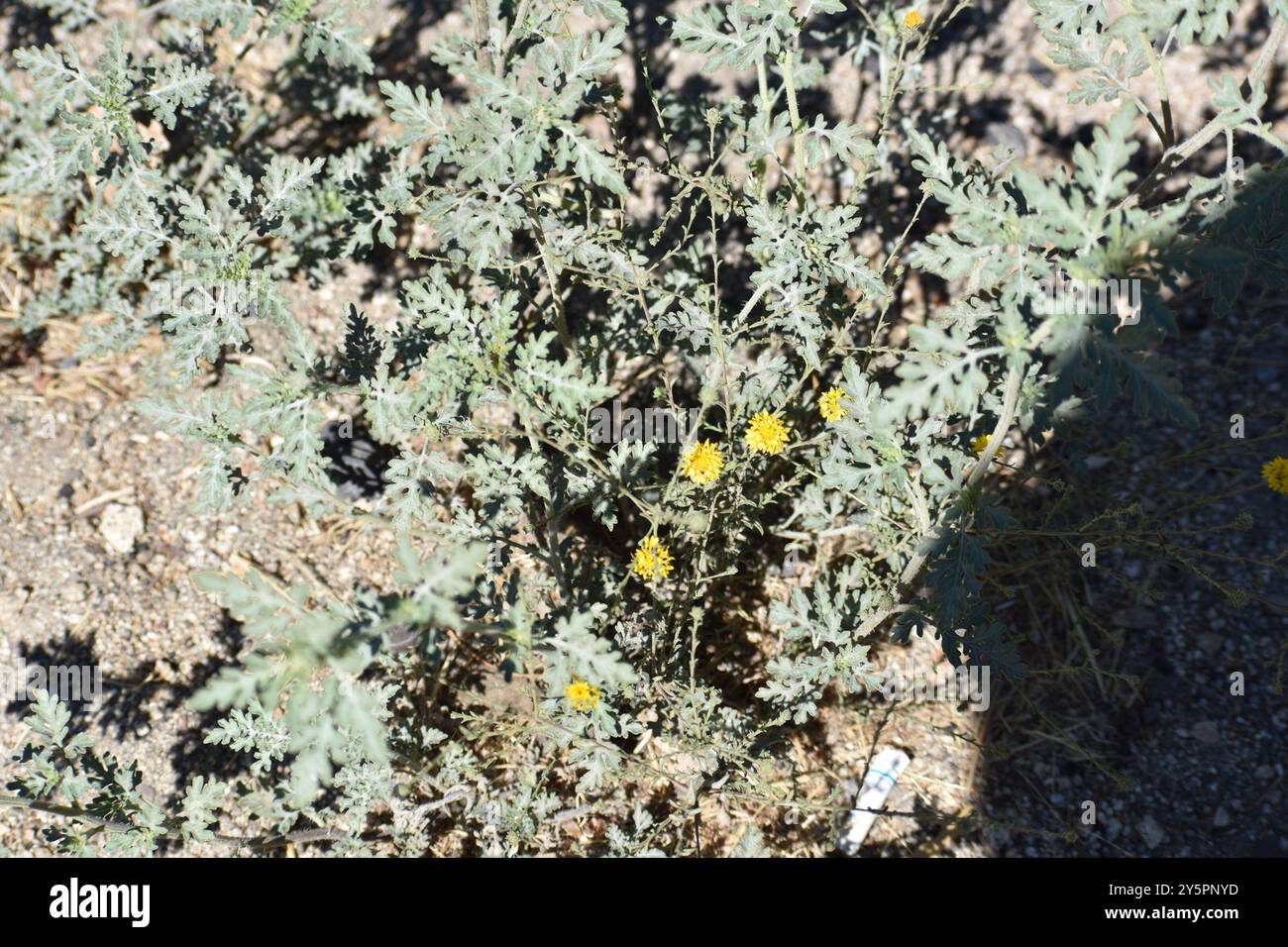 Valley Lessingia (Lessingia glandulifera) Plantae Stock Photo - Alamy