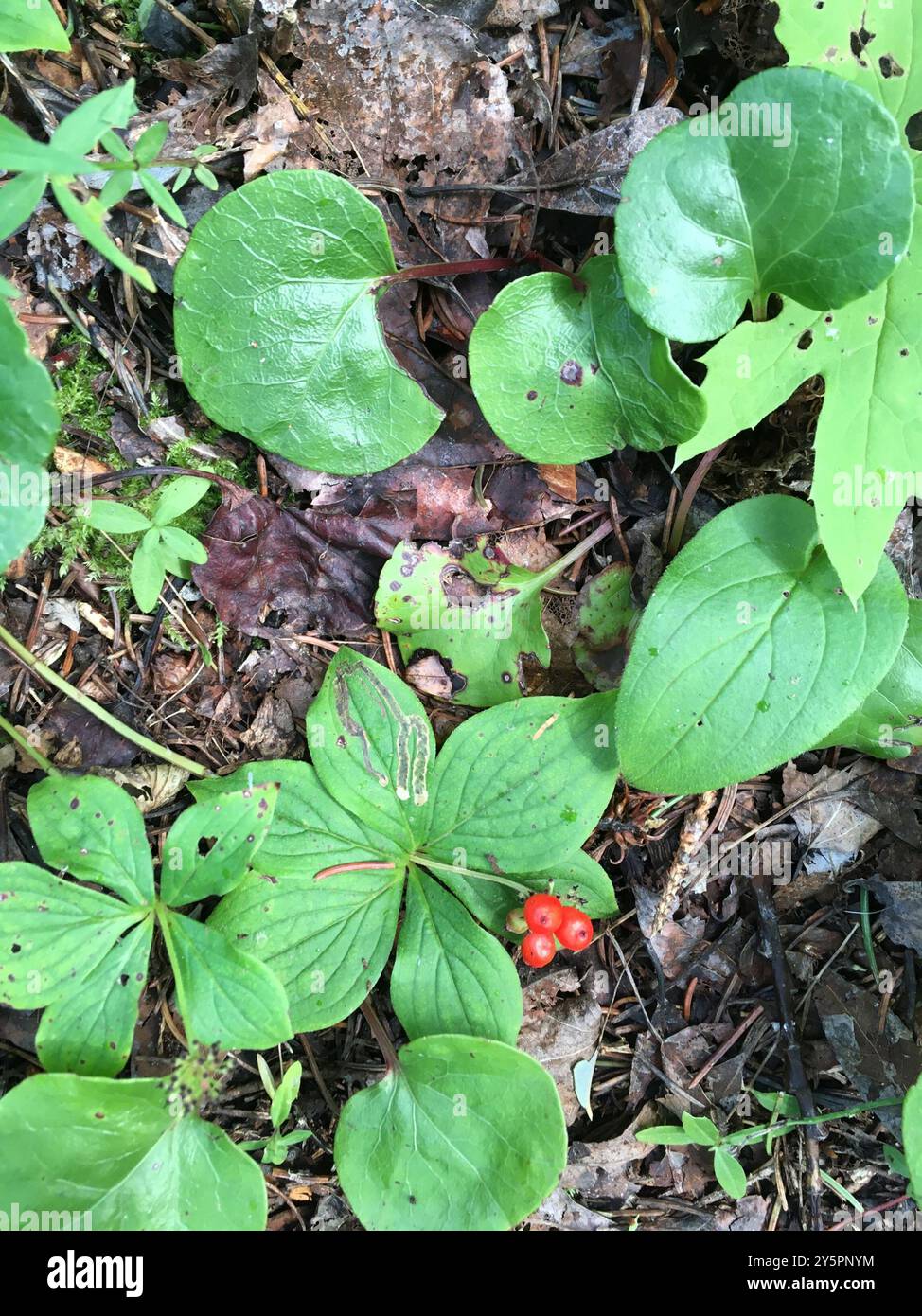 Canadian bunchberry (Cornus canadensis) Plantae Stock Photo - Alamy