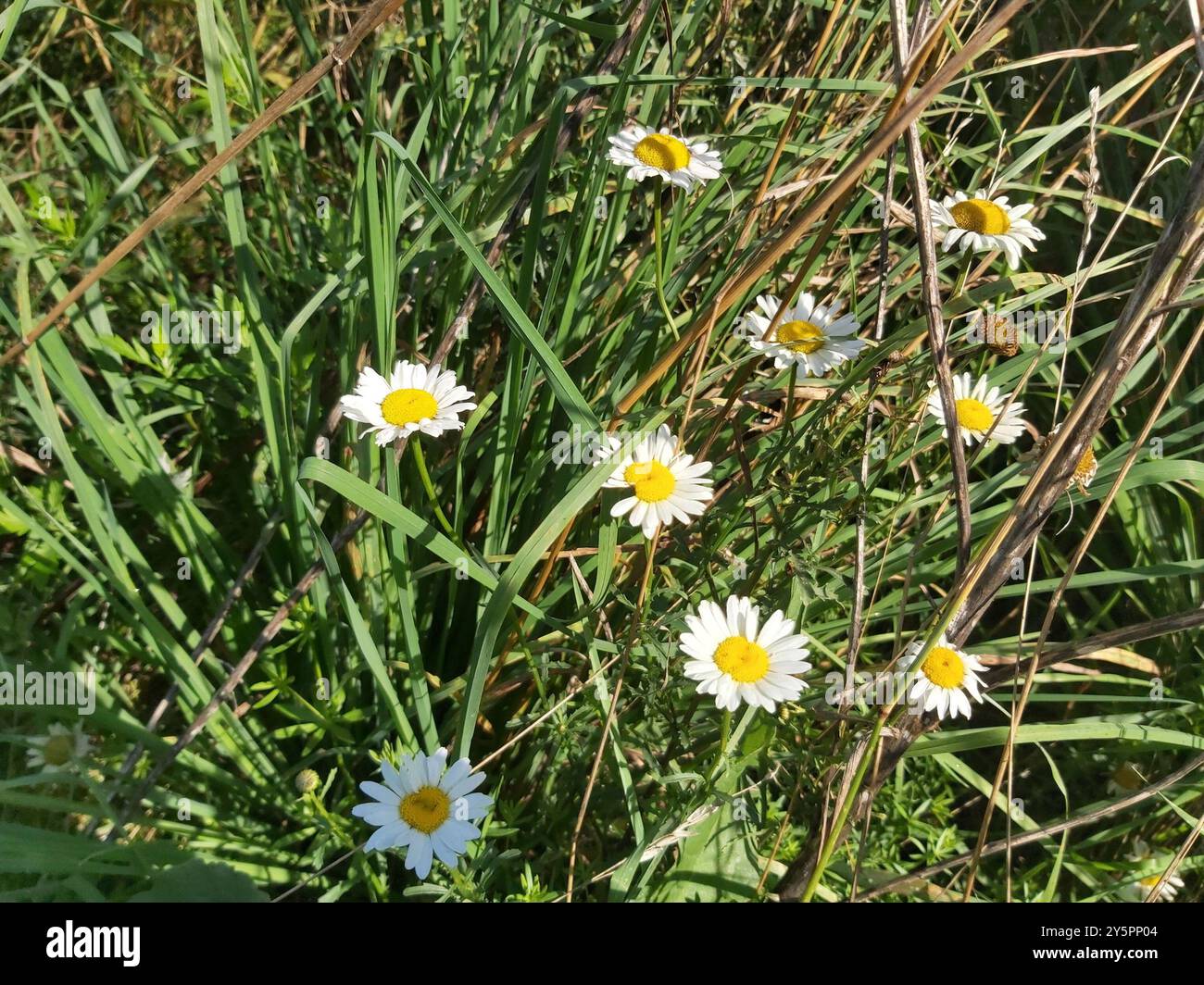 oxeye daisy (Leucanthemum vulgare) Plantae Stock Photo - Alamy