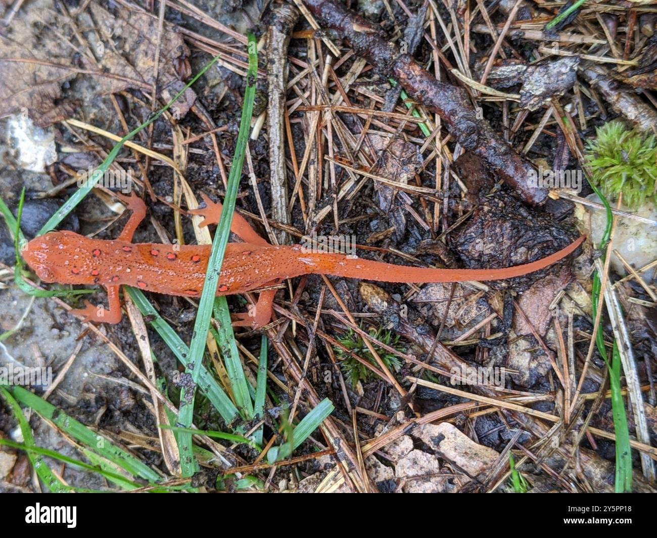 Eastern Newt (Notophthalmus viridescens) Amphibia Stock Photo - Alamy