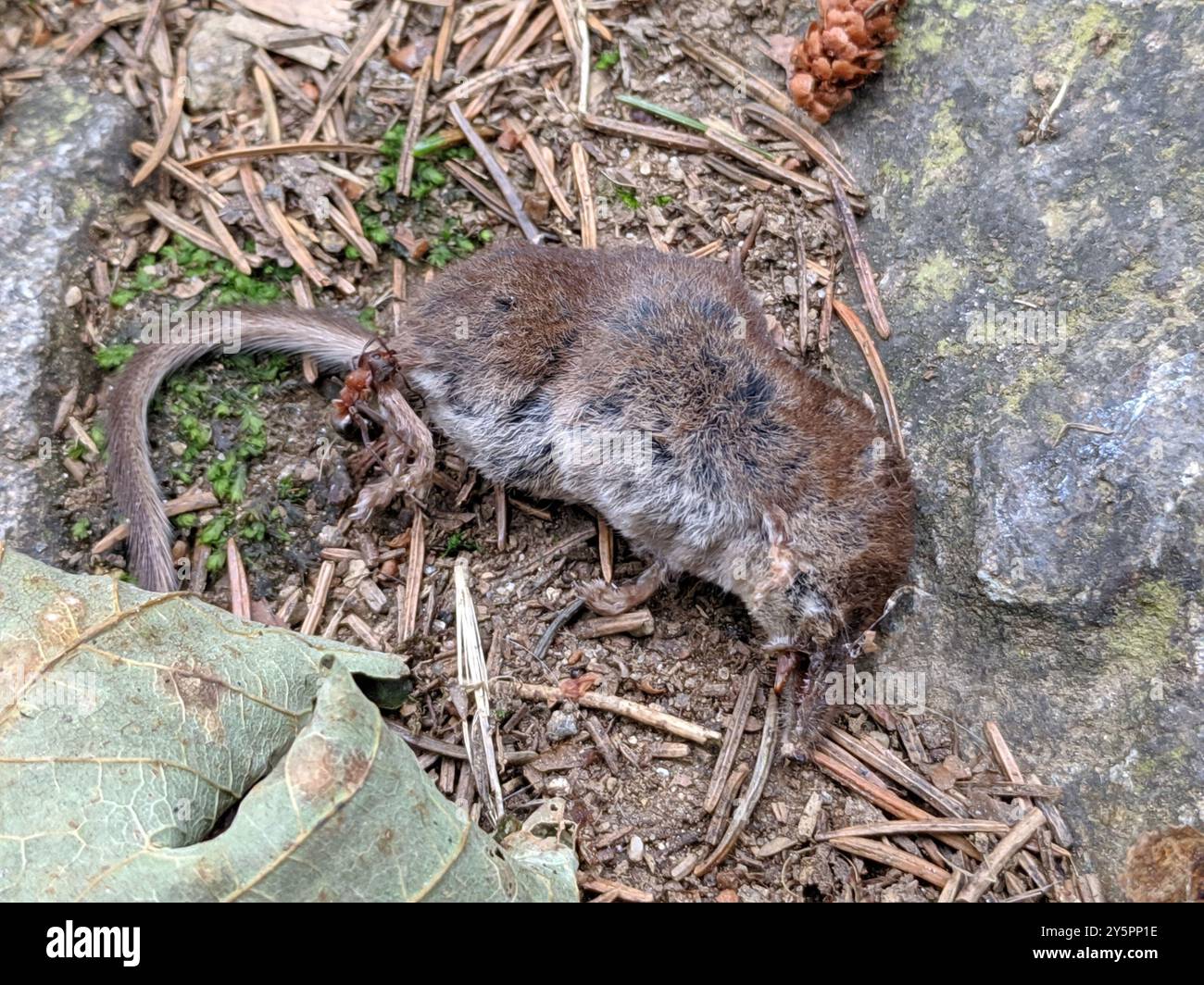 Long-tailed Shrews (Sorex) Mammalia Stock Photo - Alamy