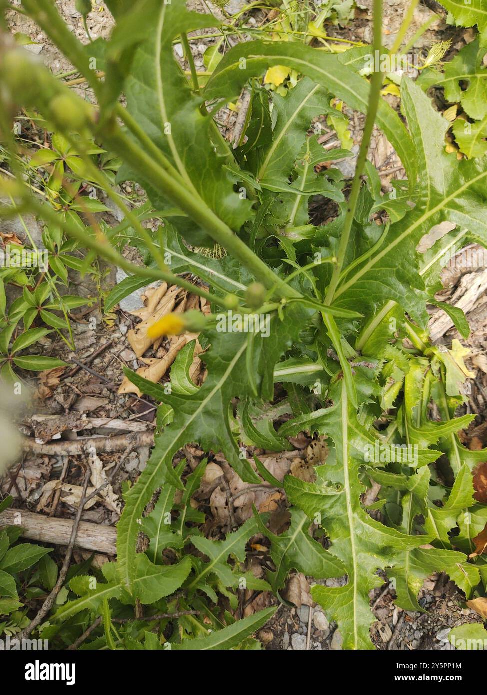 Smooth Field Sowthistle (Sonchus arvensis uliginosus) Plantae Stock ...