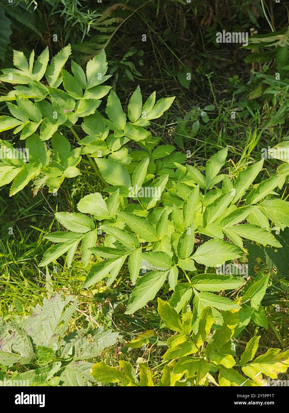 purple-stemmed angelica (Angelica atropurpurea) Plantae Stock Photo - Alamy