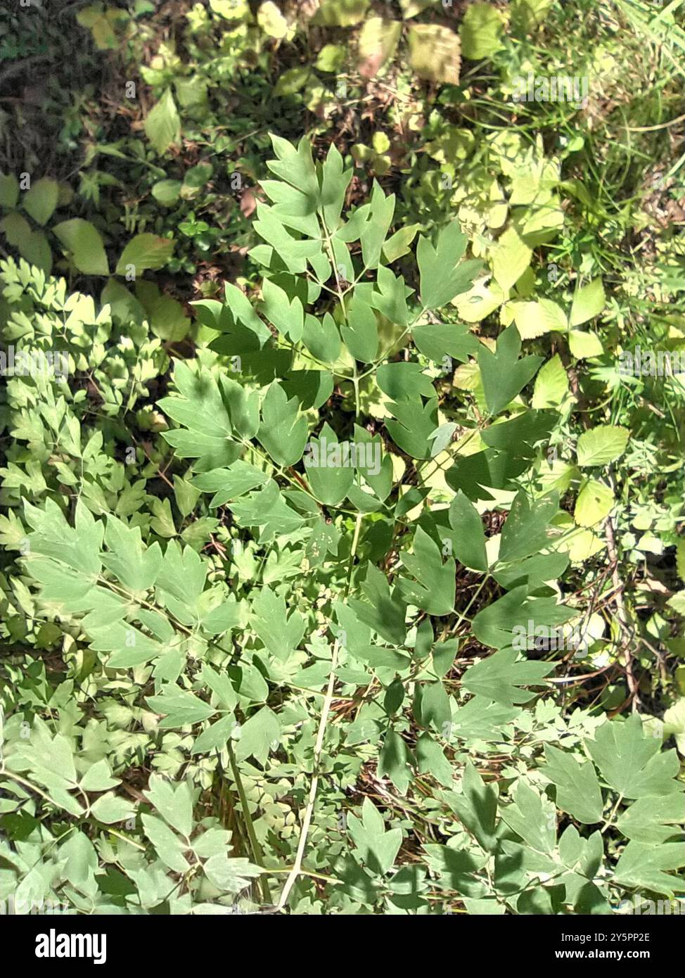 Lesser Meadow-rue (Thalictrum minus) Plantae Stock Photo - Alamy