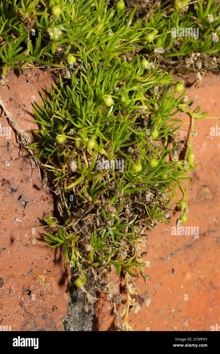 Procumbent Pearlwort (Sagina procumbens) Plantae Stock Photo - Alamy