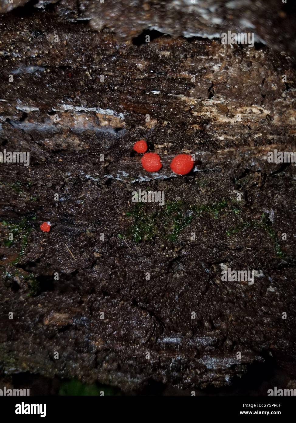 Red Raspberry Slime Mold (Tubifera ferruginosa) Protozoa Stock Photo ...