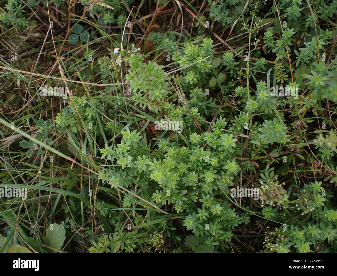 white bedstraw (Galium album) Plantae Stock Photo - Alamy