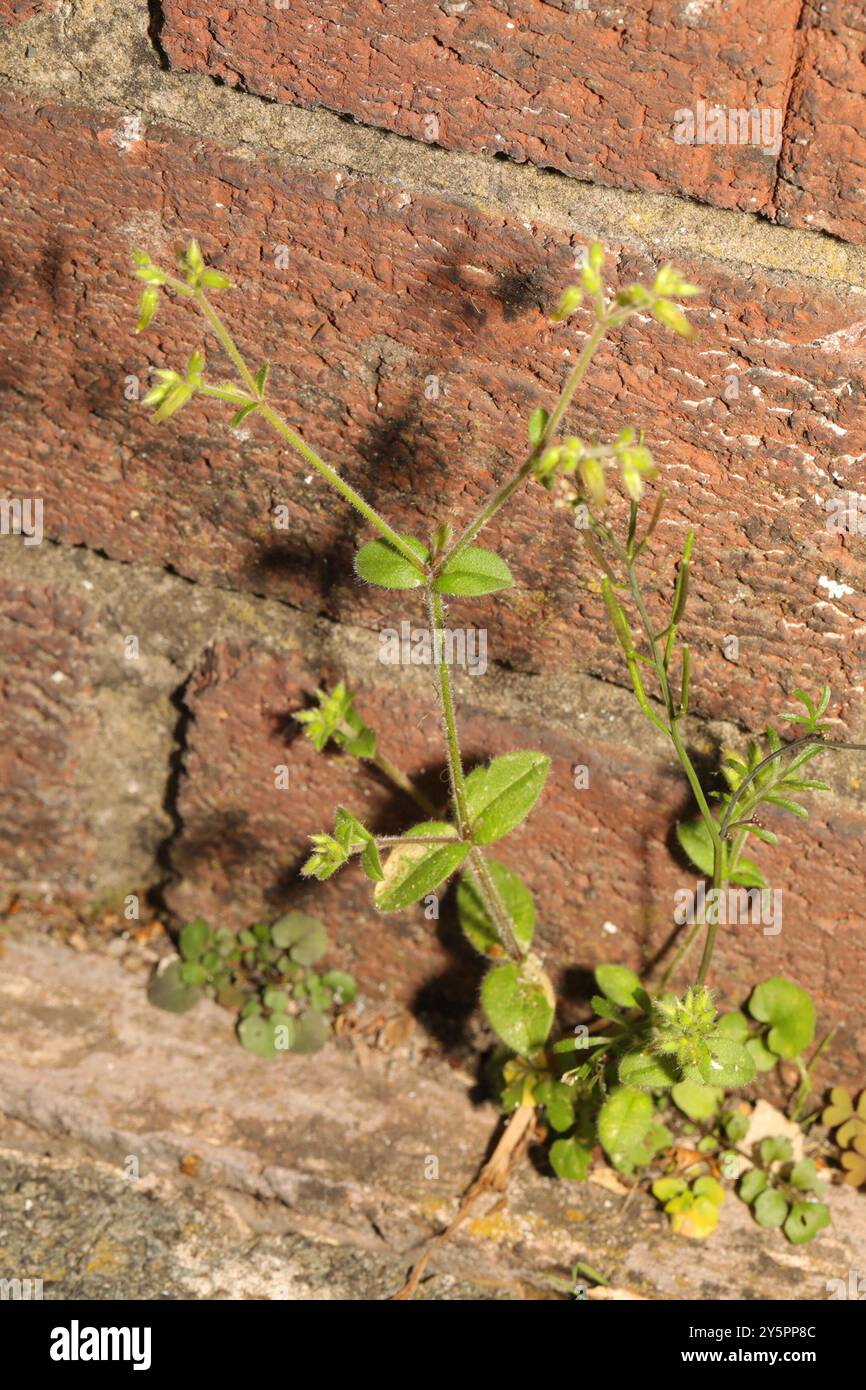 Sticky mouse-ear chickweed (Cerastium glomeratum) Plantae Stock Photo ...
