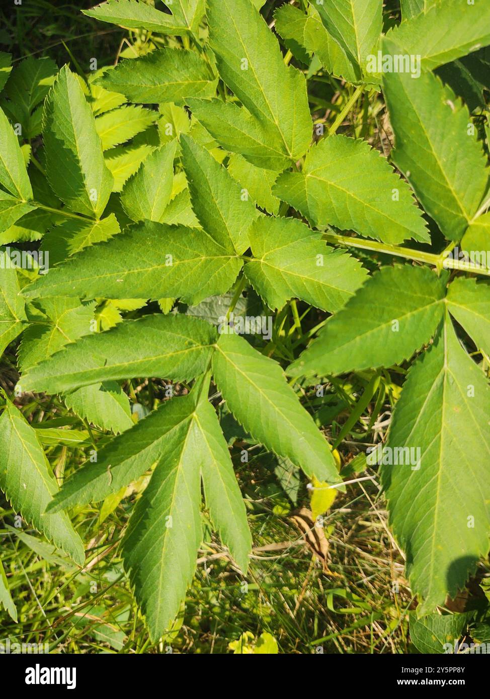 purple-stemmed angelica (Angelica atropurpurea) Plantae Stock Photo - Alamy