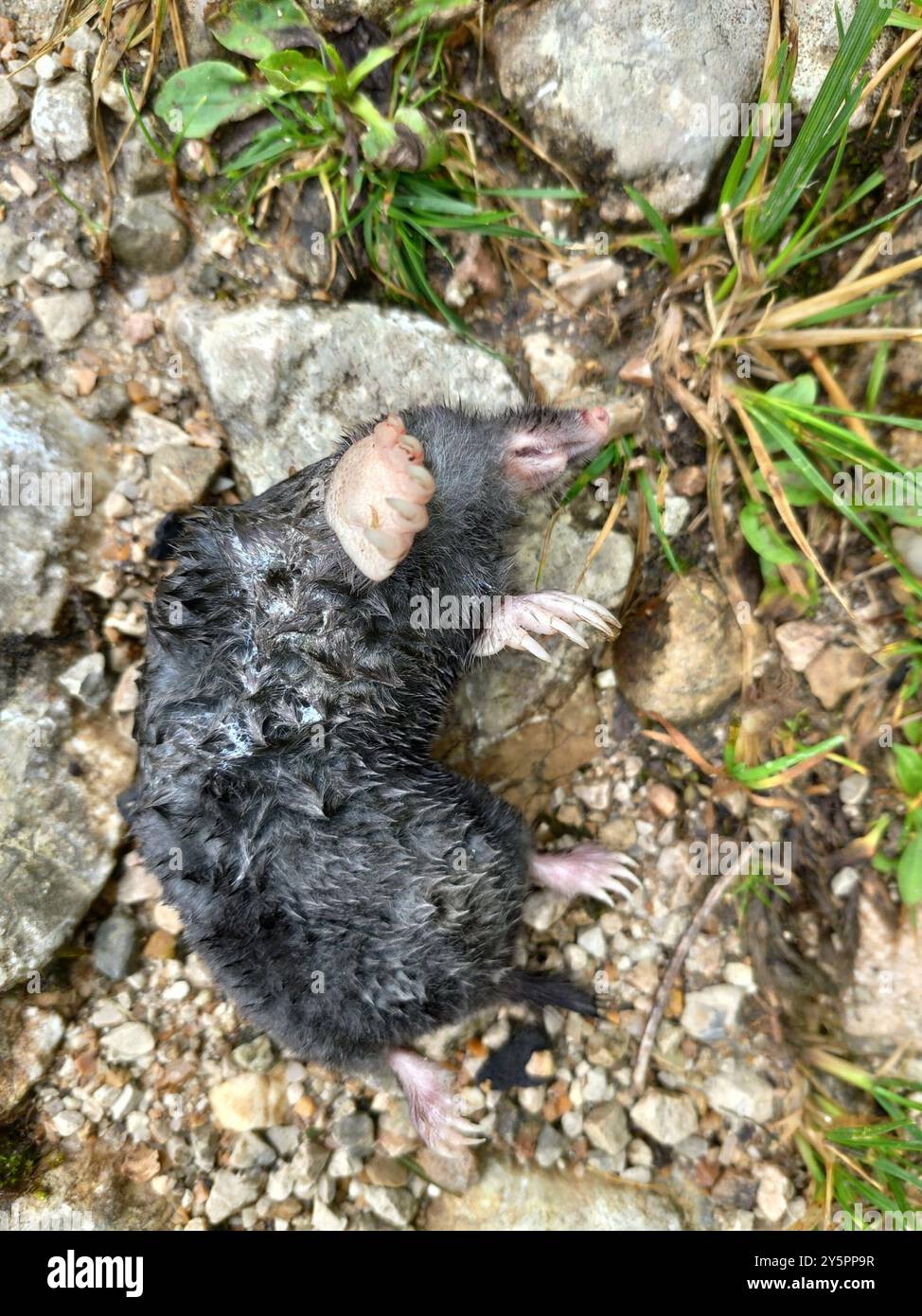 European Mole (Talpa europaea) Mammalia Stock Photo - Alamy