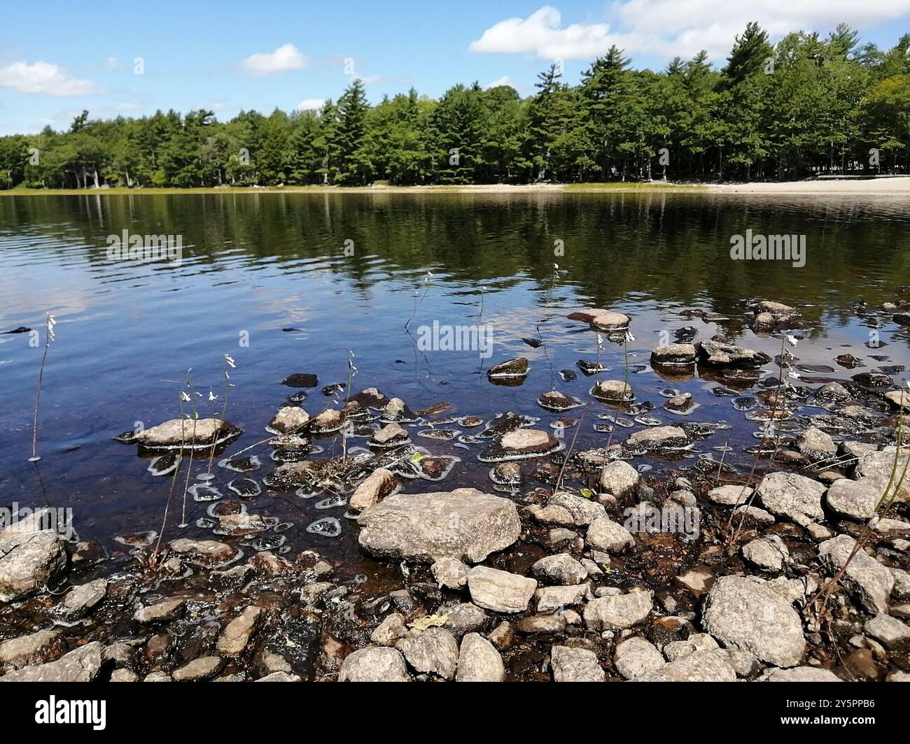Water Lobelia (Lobelia dortmanna) Plantae Stock Photo - Alamy