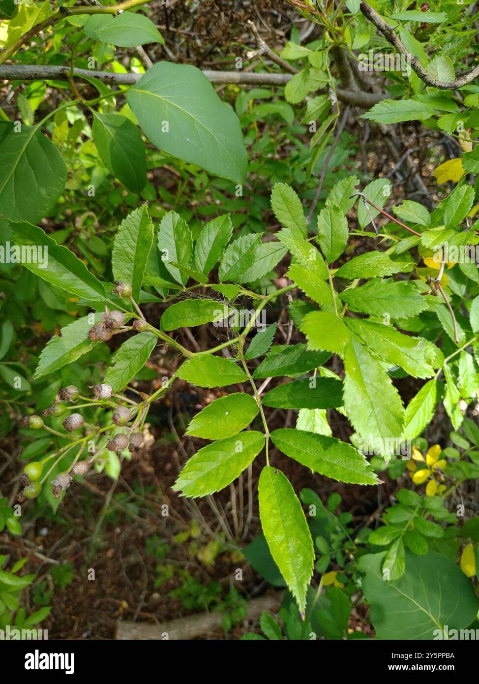 multiflora rose (Rosa multiflora) Plantae Stock Photo - Alamy