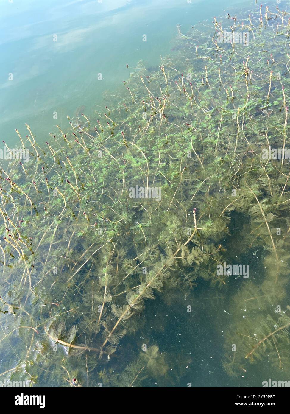 Eurasian water-milfoil (Myriophyllum spicatum) Plantae Stock Photo - Alamy