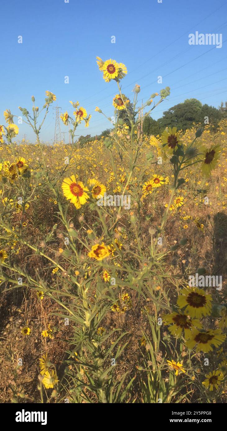 Common Madia (Madia elegans) Plantae Stock Photo - Alamy