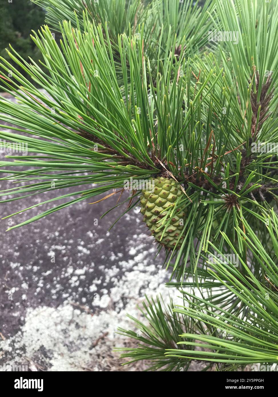 pitch pine (Pinus rigida) Plantae Stock Photo - Alamy