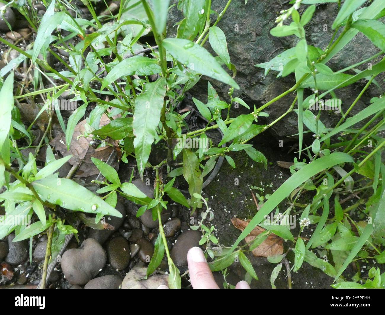 waterpepper (Persicaria hydropiper) Plantae Stock Photo - Alamy