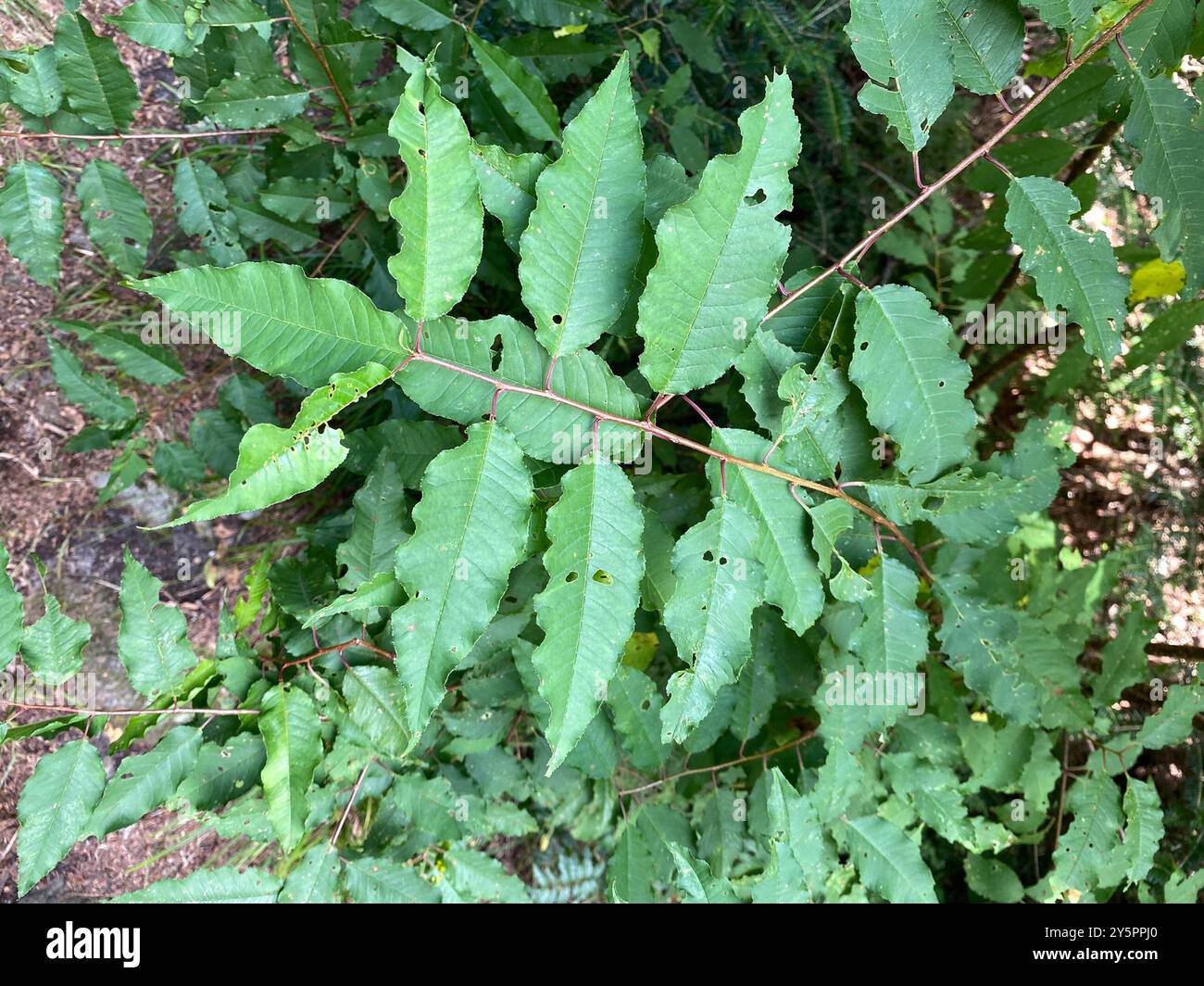 fire cherry (Prunus pensylvanica) Plantae Stock Photo - Alamy