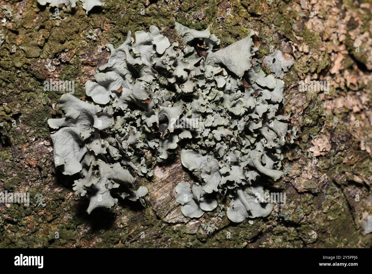 Ruffle Lichens (Parmotrema) Fungi Stock Photo - Alamy