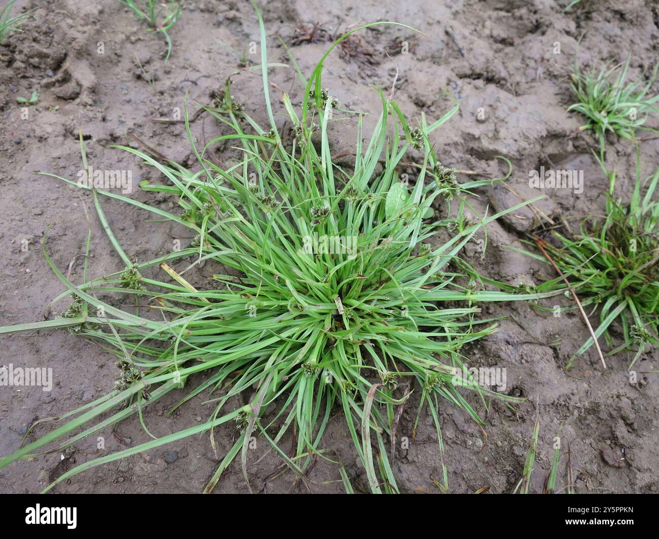 Brown Flatsedge (Cyperus fuscus) Plantae Stock Photo - Alamy
