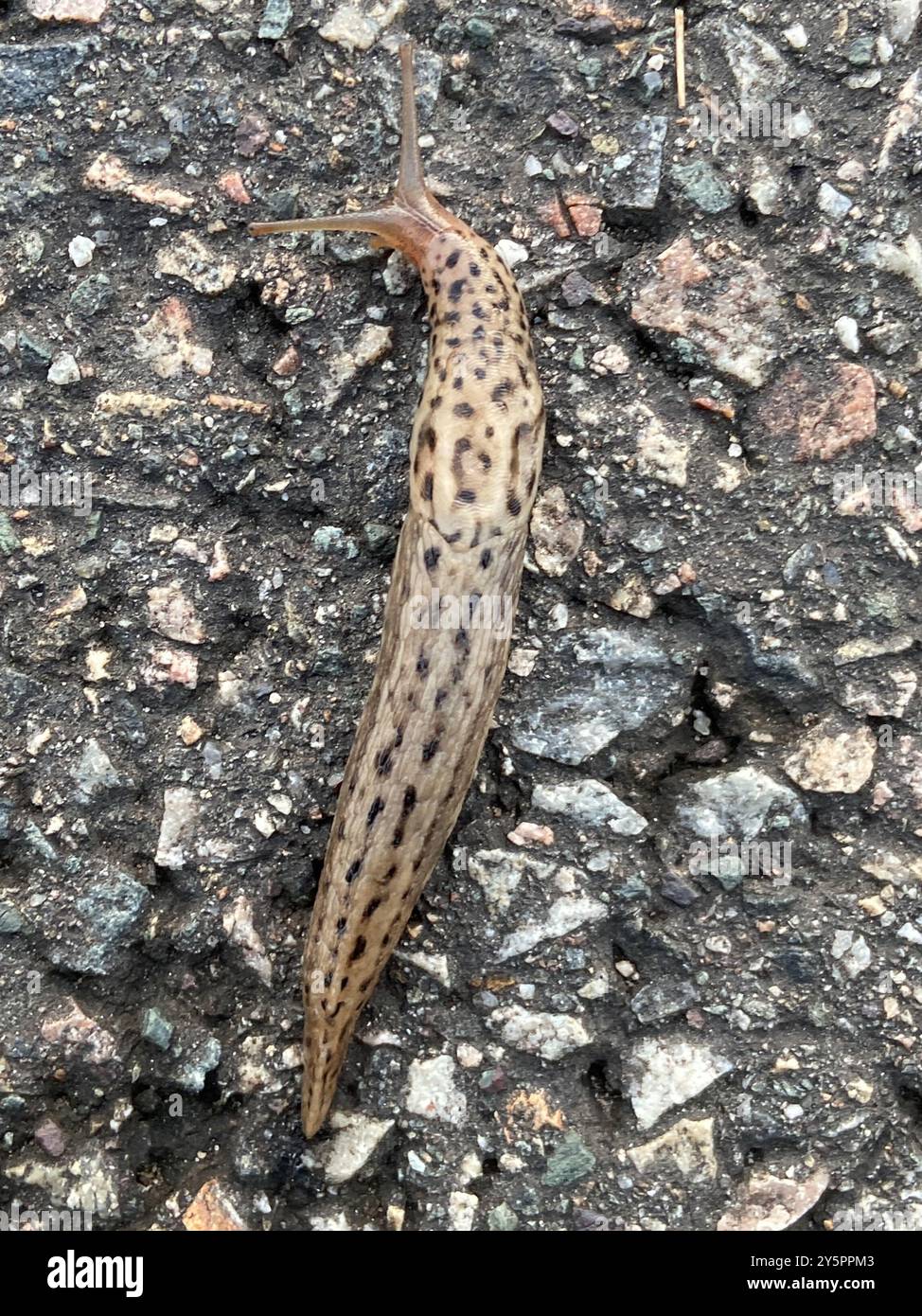 Leopard Slug (Limax maximus) Mollusca Stock Photo - Alamy
