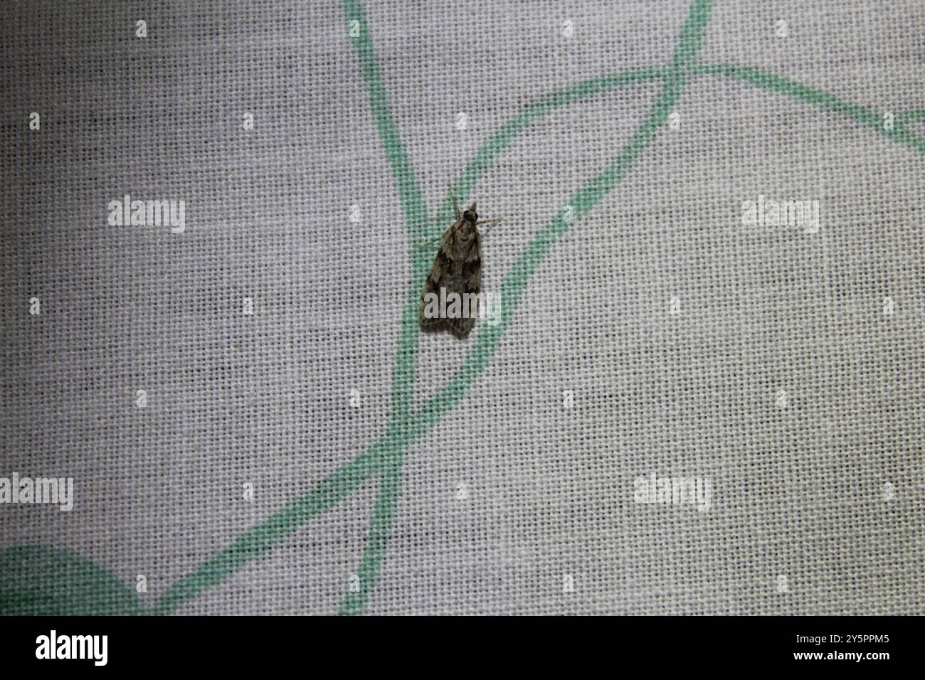 Double-striped Scoparia Moth (Scoparia biplagialis) Insecta Stock Photo ...