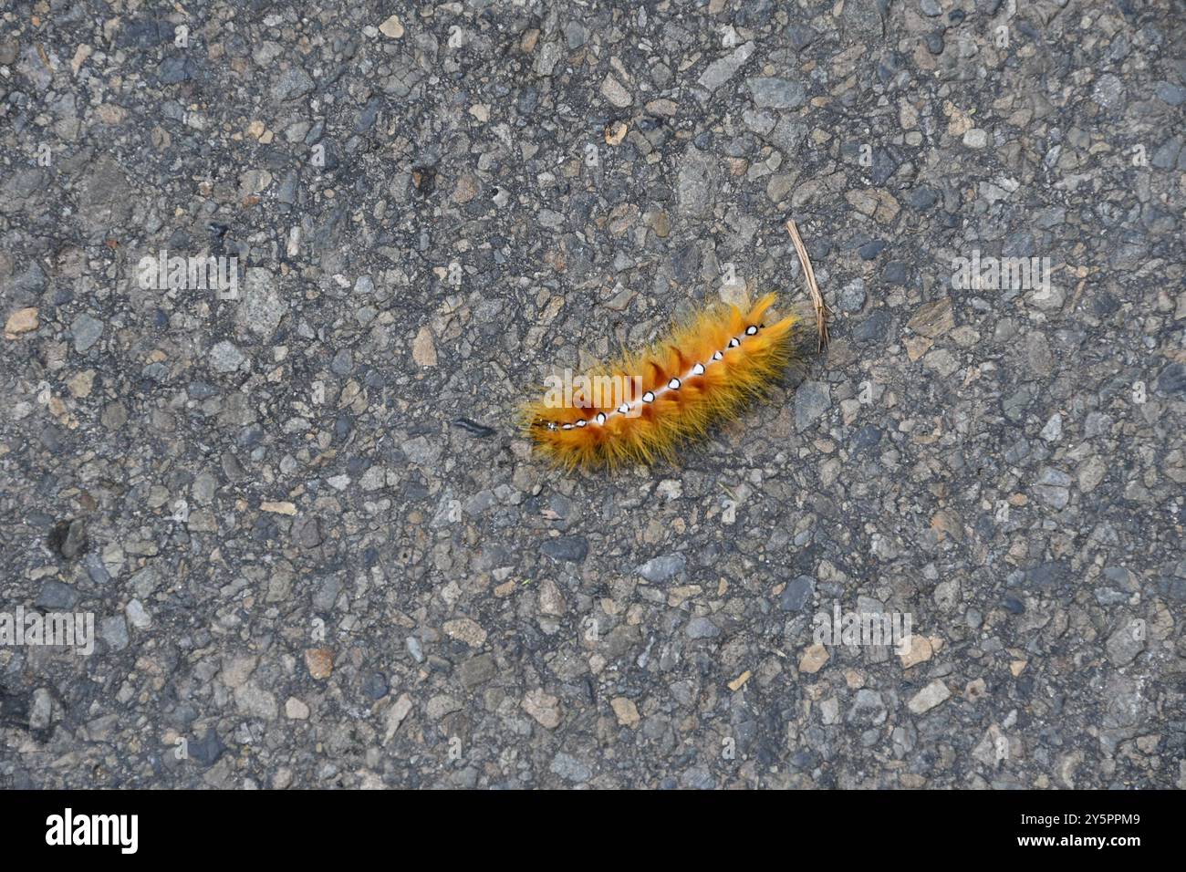 Sycamore Moth (Acronicta aceris) Insecta Stock Photo - Alamy
