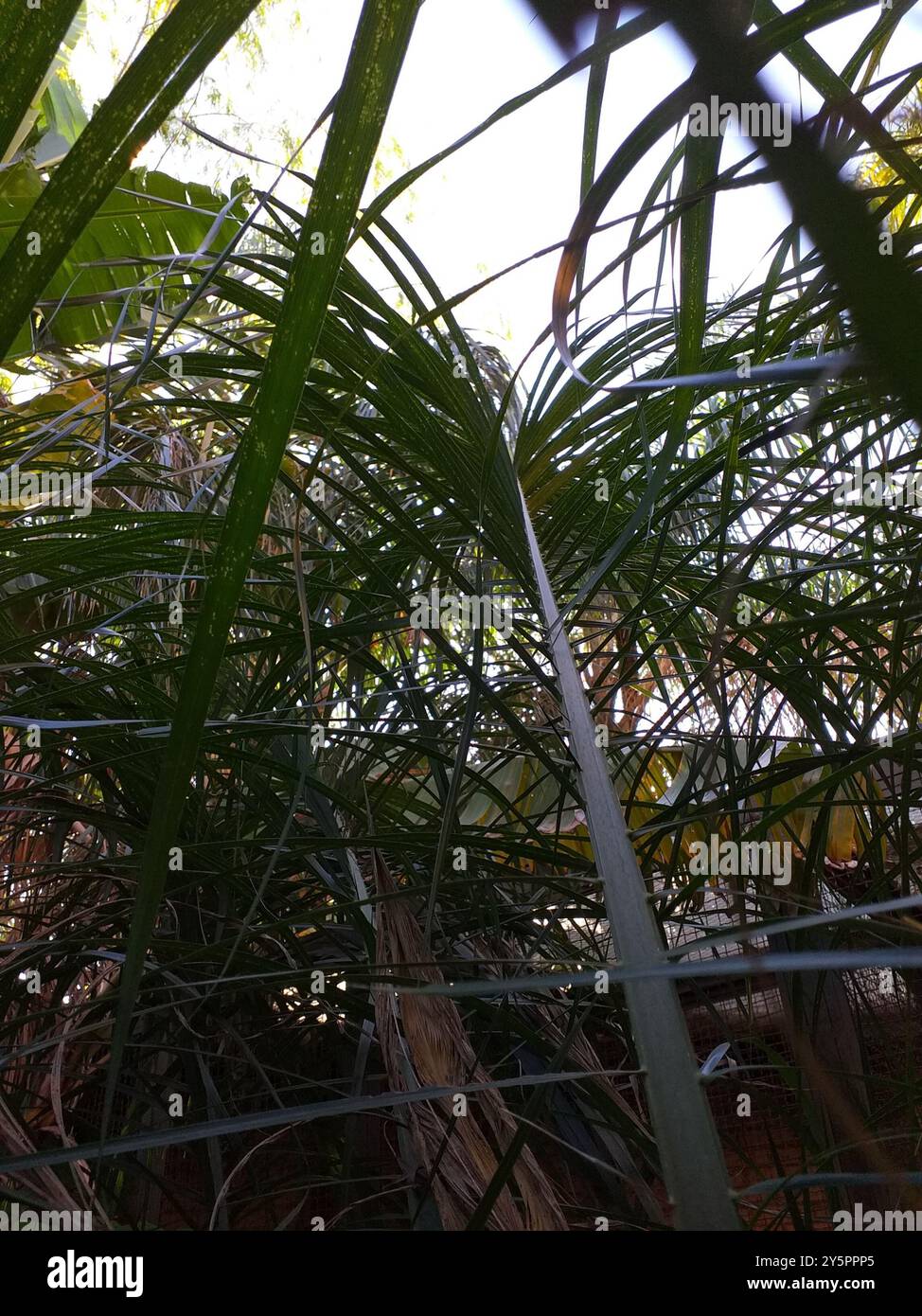 Macaw palm (Acrocomia aculeata) Plantae Stock Photo - Alamy