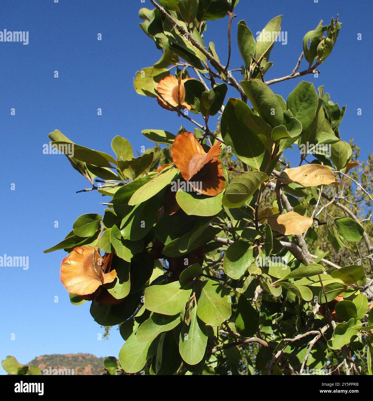 Largefruit Bushwillow (Combretum zeyheri) Plantae Stock Photo - Alamy