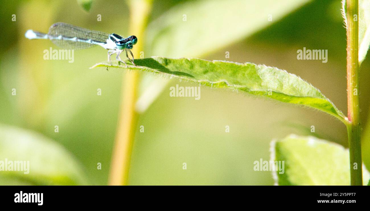Stream Bluet (Enallagma exsulans) Insecta Stock Photo - Alamy