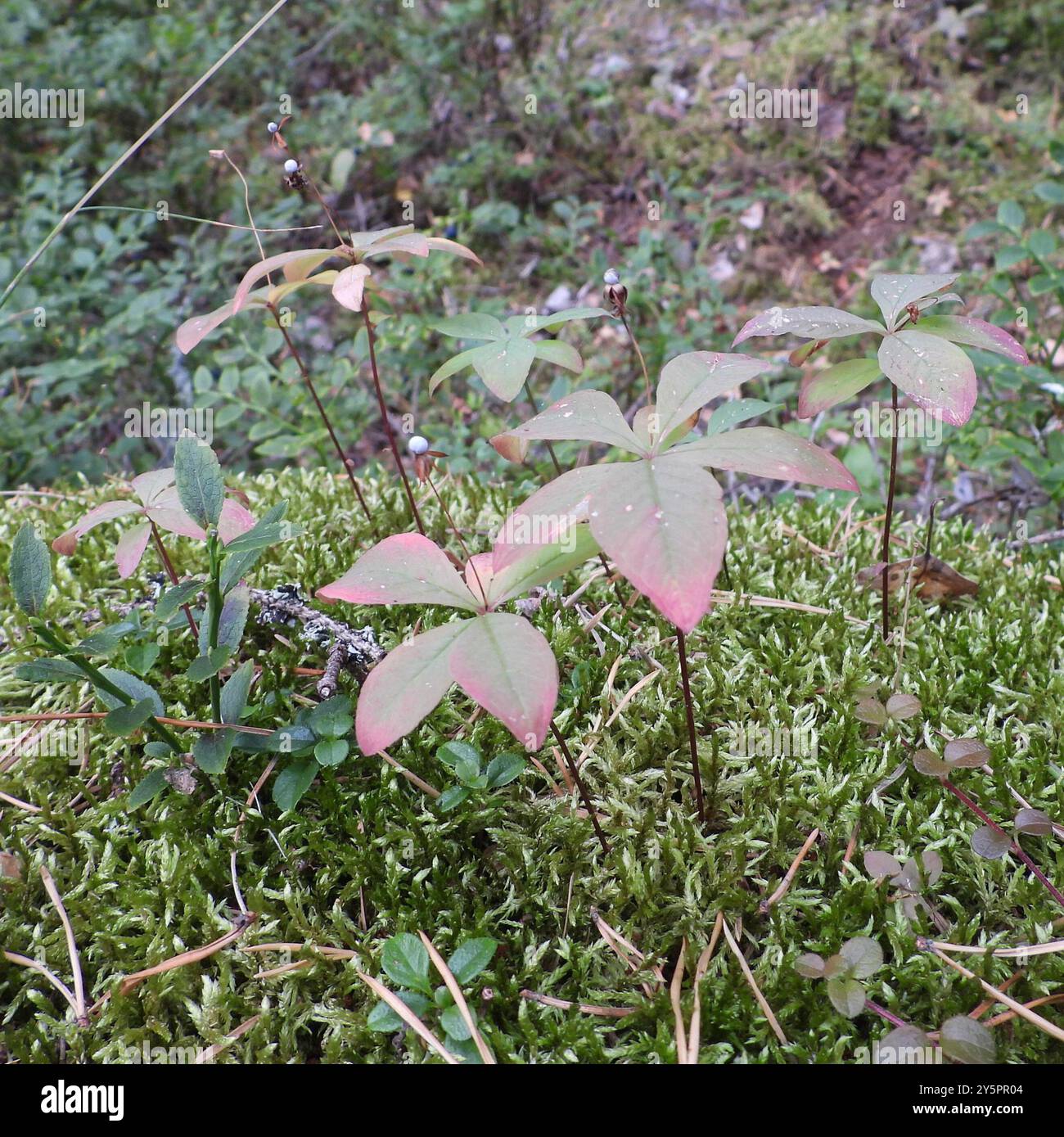 Arctic Starflower (Lysimachia europaea) Plantae Stock Photo - Alamy