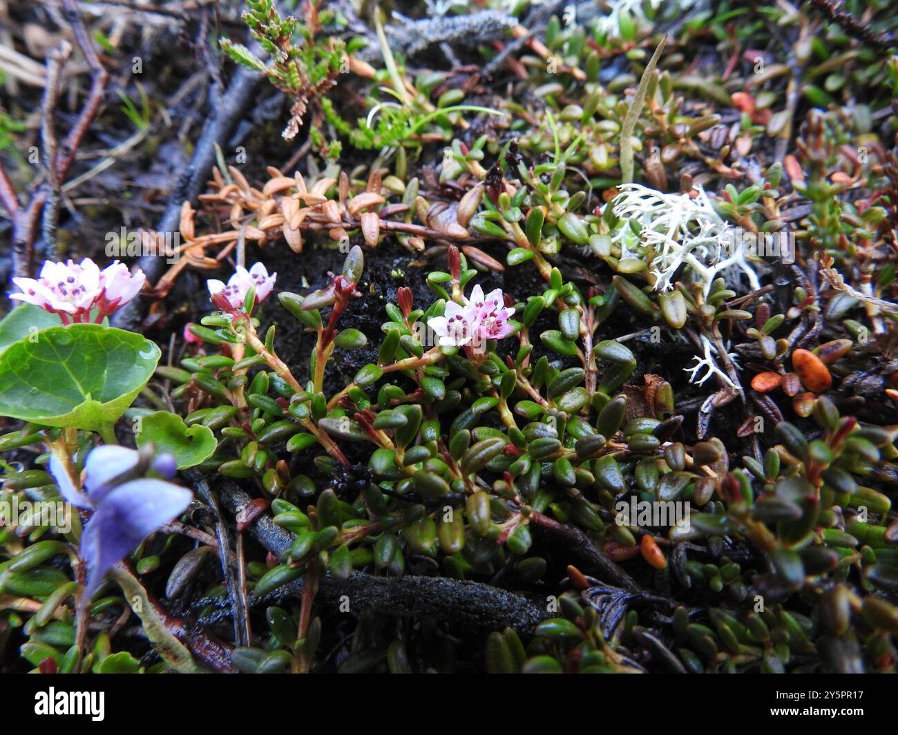 alpine azalea (Kalmia procumbens) Plantae Stock Photo - Alamy