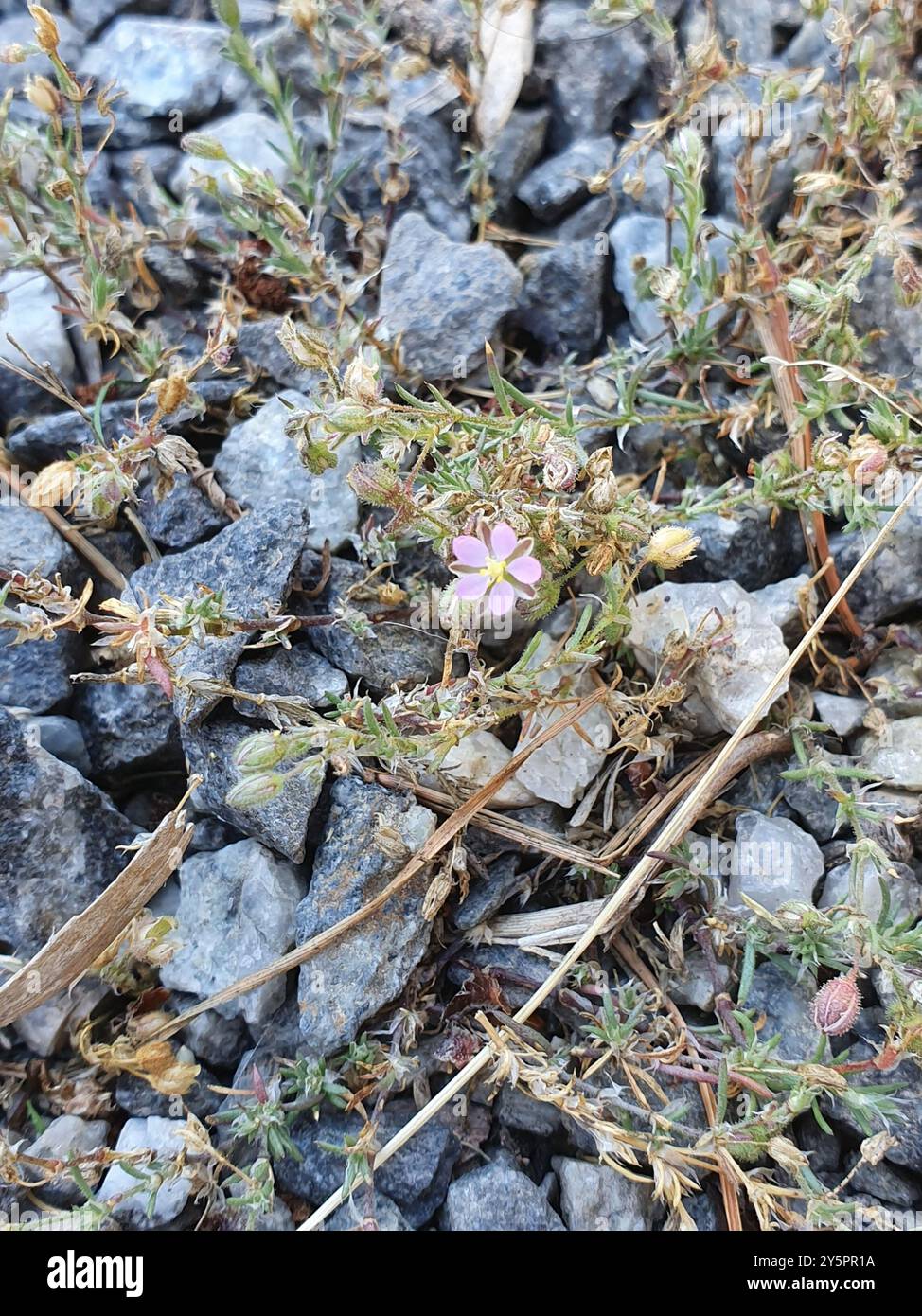 Red Sand Spurrey (Spergularia rubra) Plantae Stock Photo - Alamy