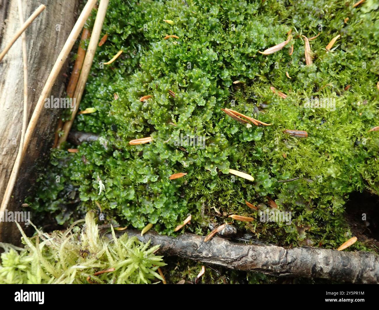 Common Kettlewort (Blasia pusilla) Plantae Stock Photo - Alamy