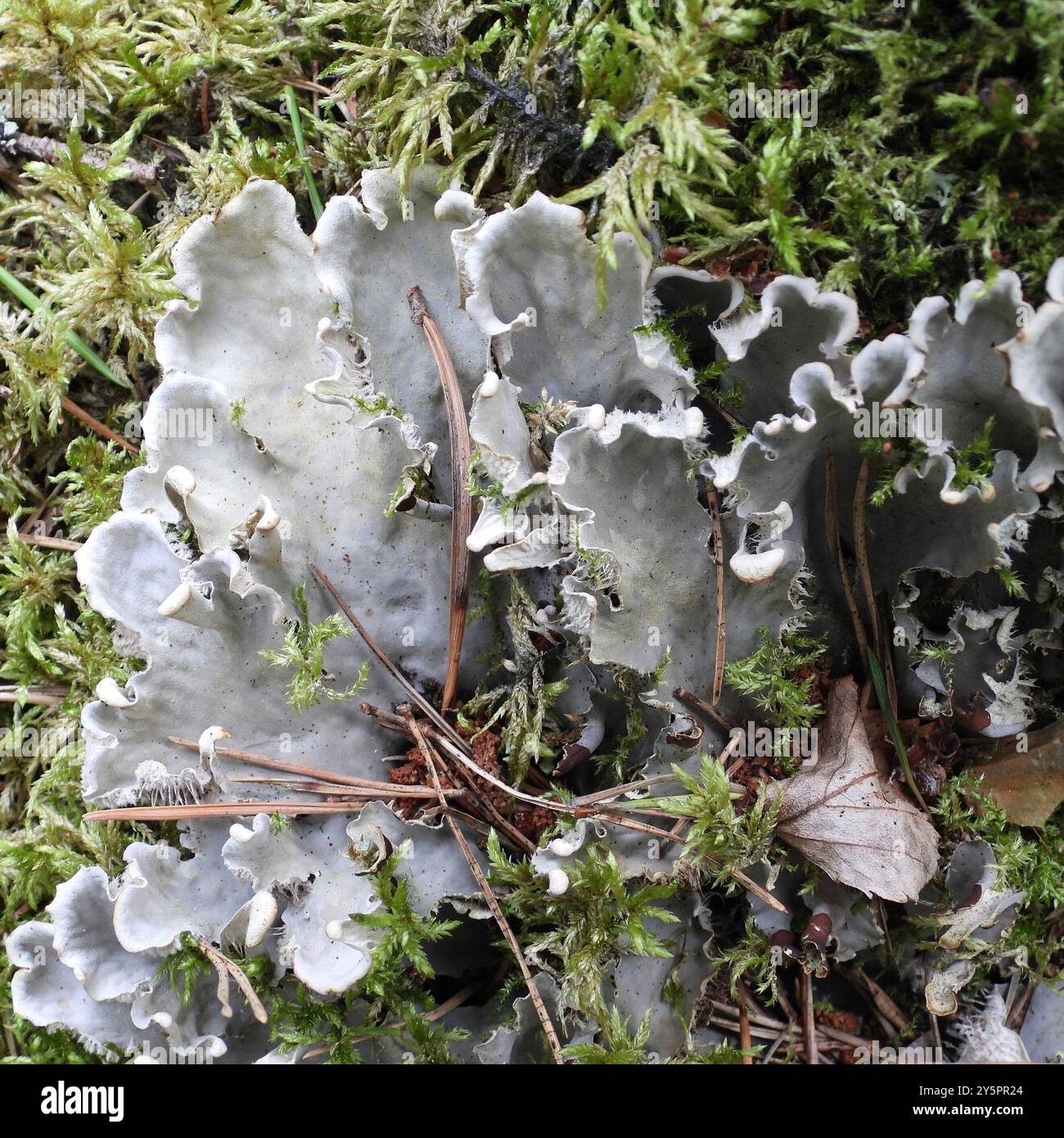 dog pelt lichen (Peltigera canina) Fungi Stock Photo - Alamy