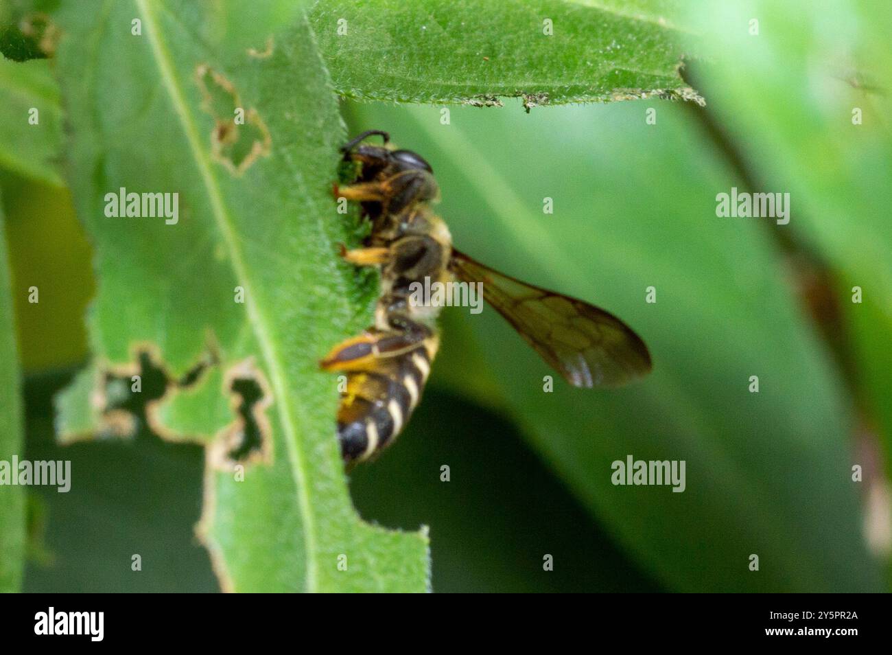 (Megachile inimica) Insecta Stock Photo - Alamy