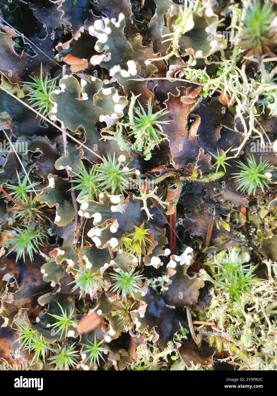 Blacksaddle pelt lichen (Peltigera neckeri) Fungi Stock Photo - Alamy