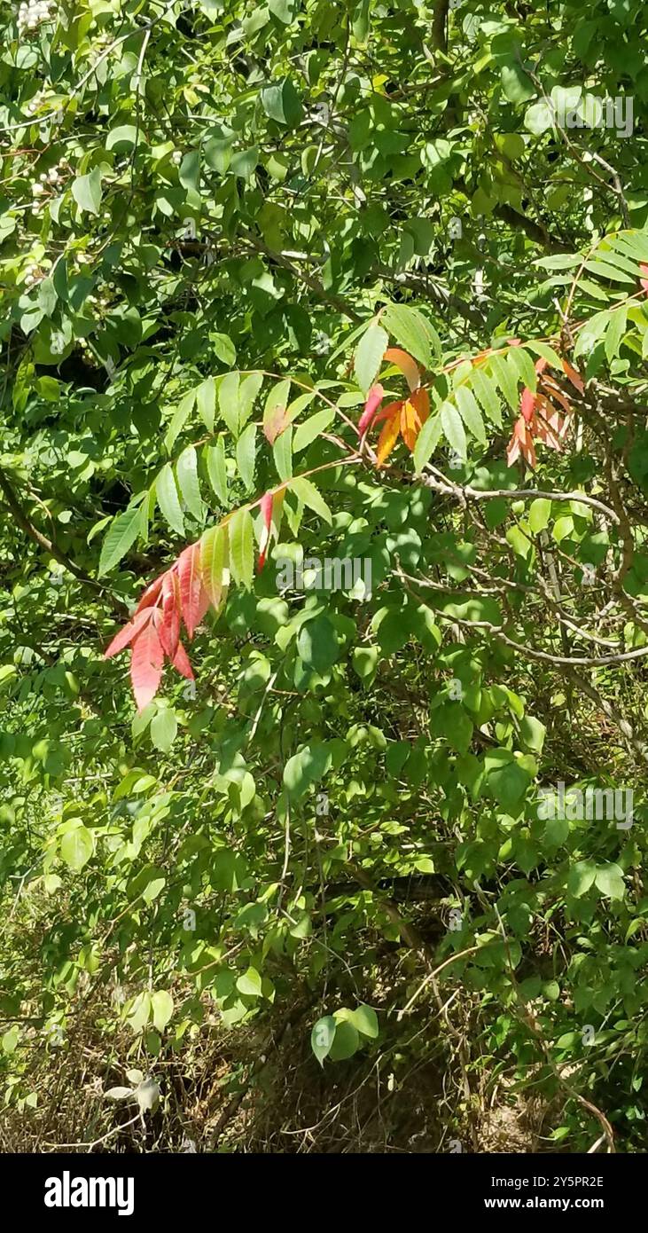 smooth sumac (Rhus glabra) Plantae Stock Photo - Alamy