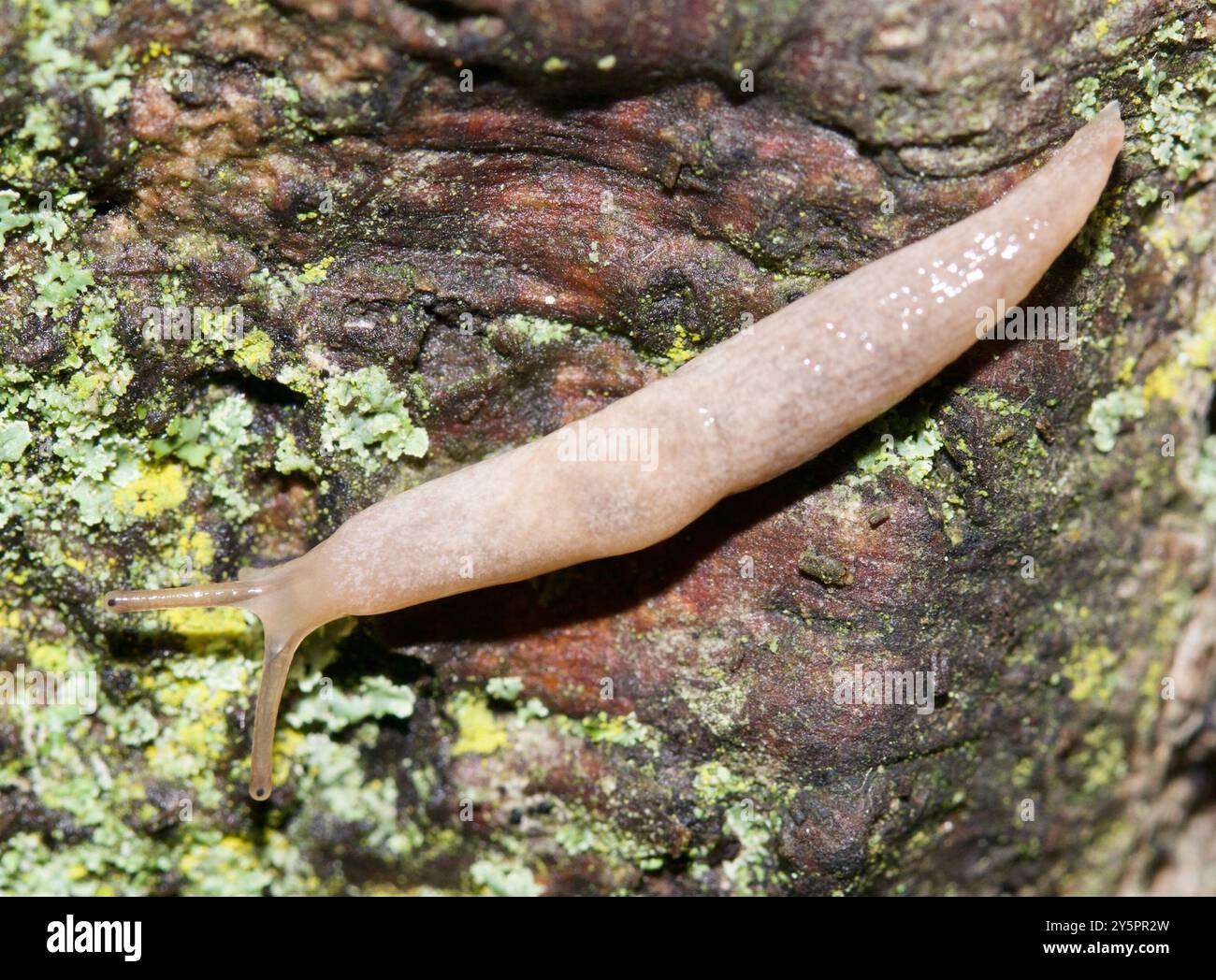 Milky Slug (Deroceras reticulatum) Mollusca Stock Photo - Alamy