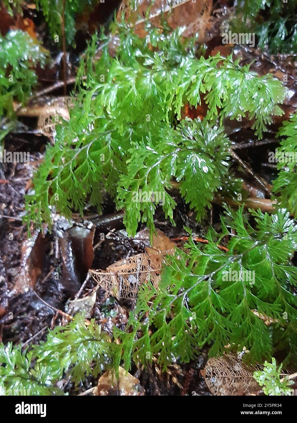 drooping filmy fern (Hymenophyllum demissum) Plantae Stock Photo - Alamy