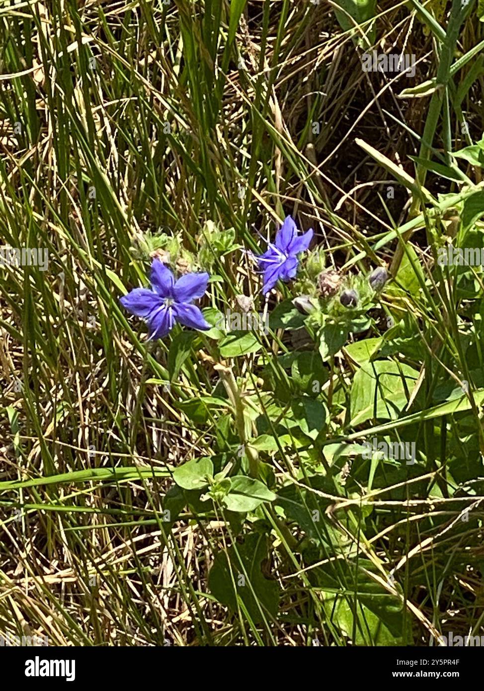 blue waterleaf (Hydrolea ovata) Plantae Stock Photo - Alamy