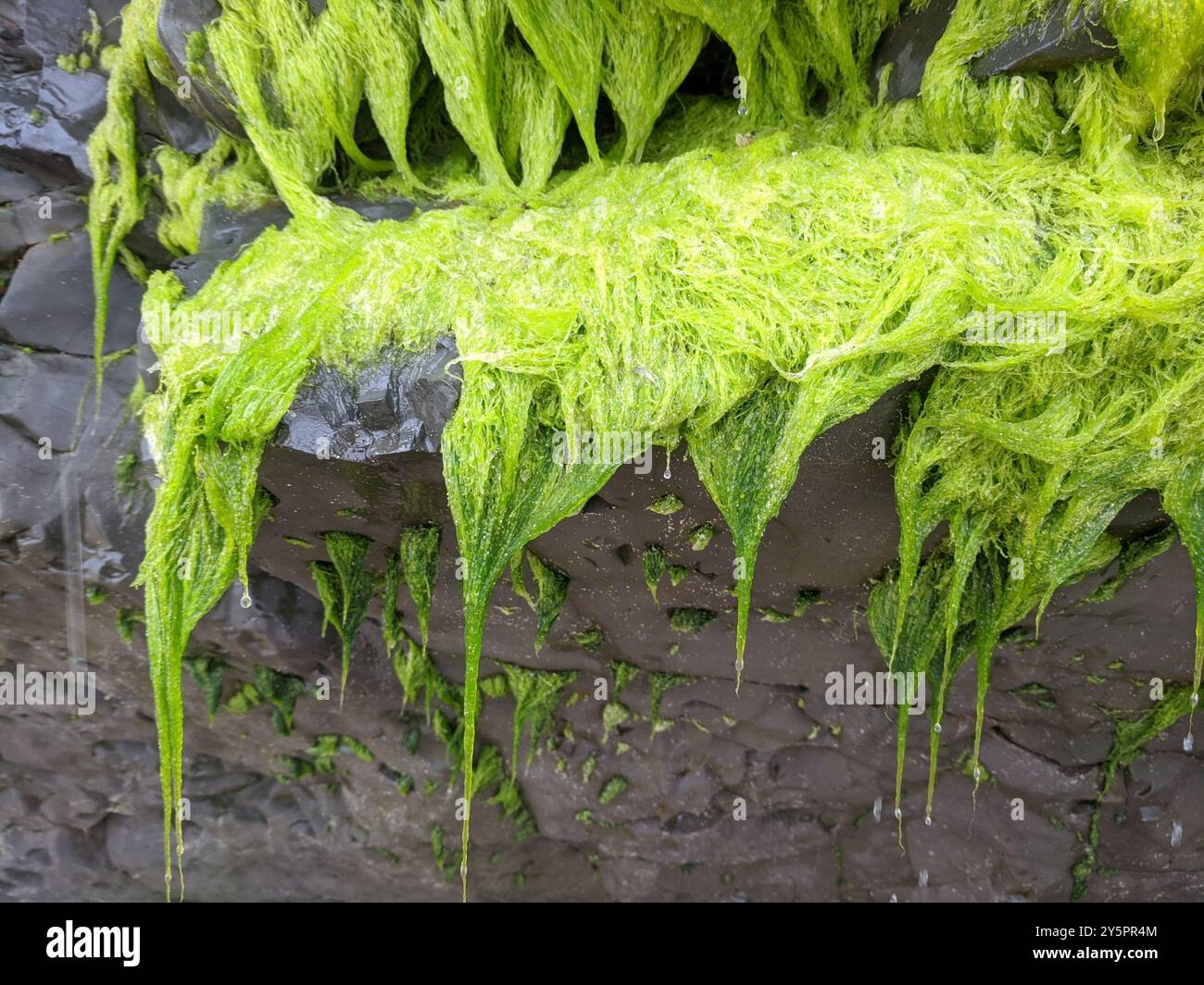 green rope (Acrosiphonia coalita) Plantae Stock Photo - Alamy