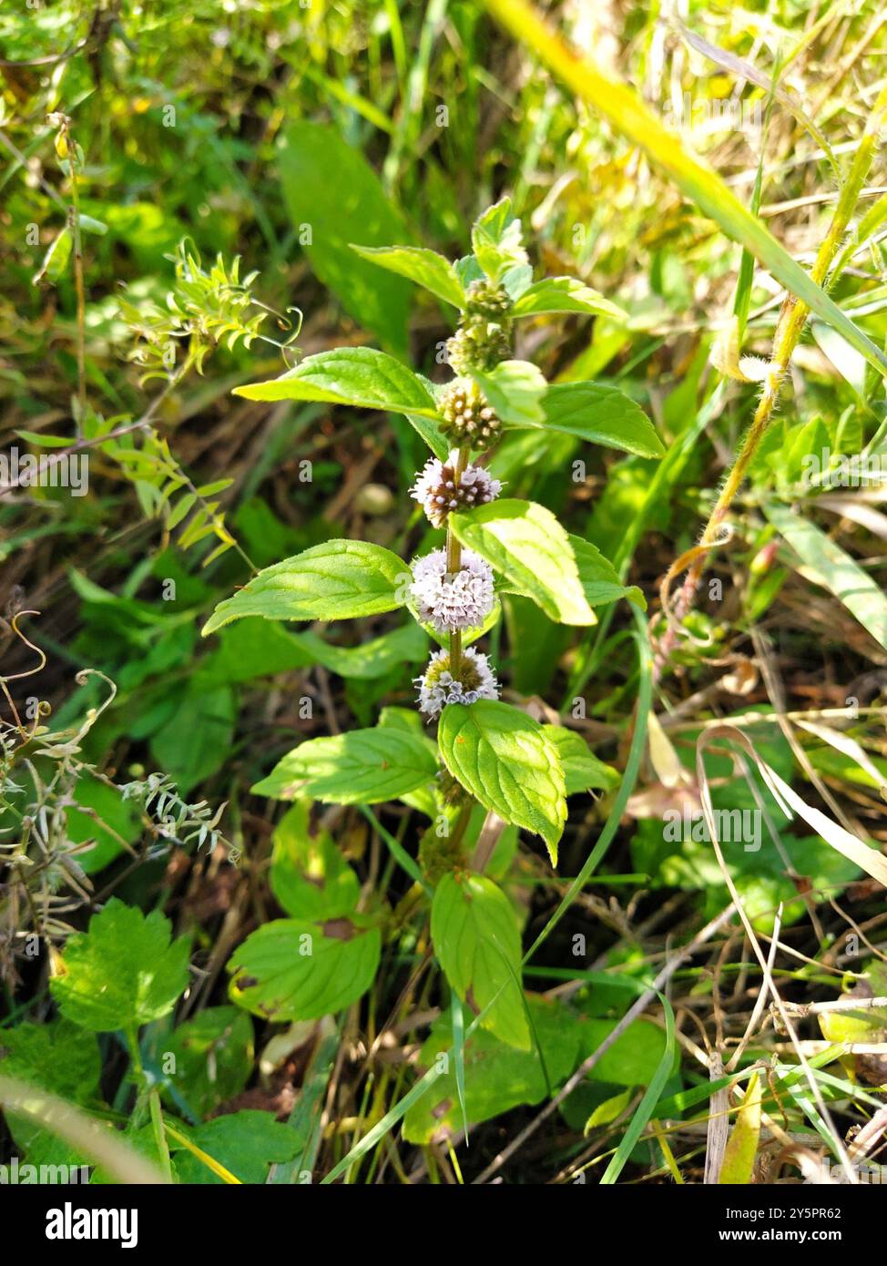 corn mint (Mentha arvensis) Plantae Stock Photo - Alamy