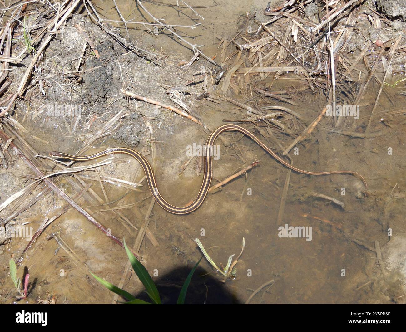 Northern Ribbon Snake (Thamnophis saurita septentrionalis) Reptilia ...