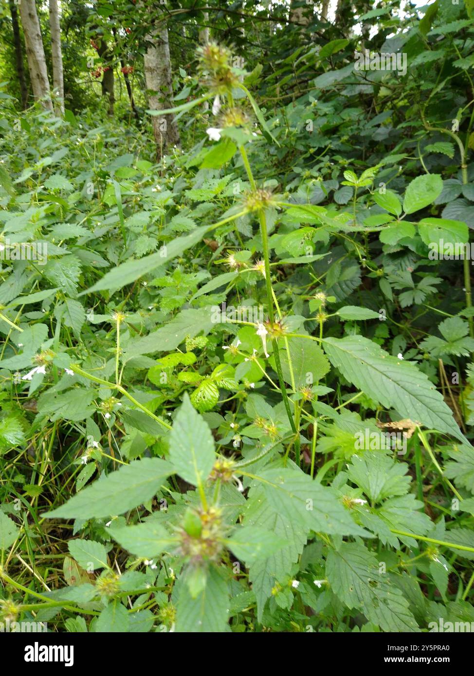 Common hemp-nettle (Galeopsis tetrahit) Plantae Stock Photo - Alamy